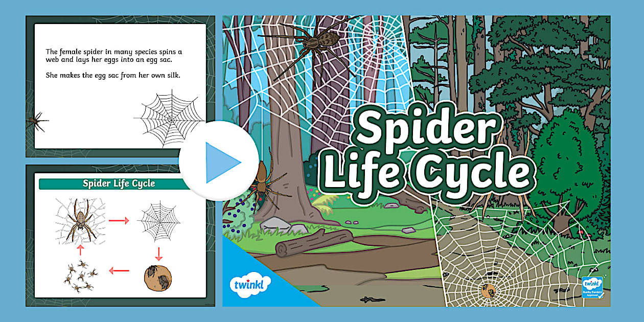 Spider Life Cycle PowerPoint - Twinkl - KS1 (teacher made)