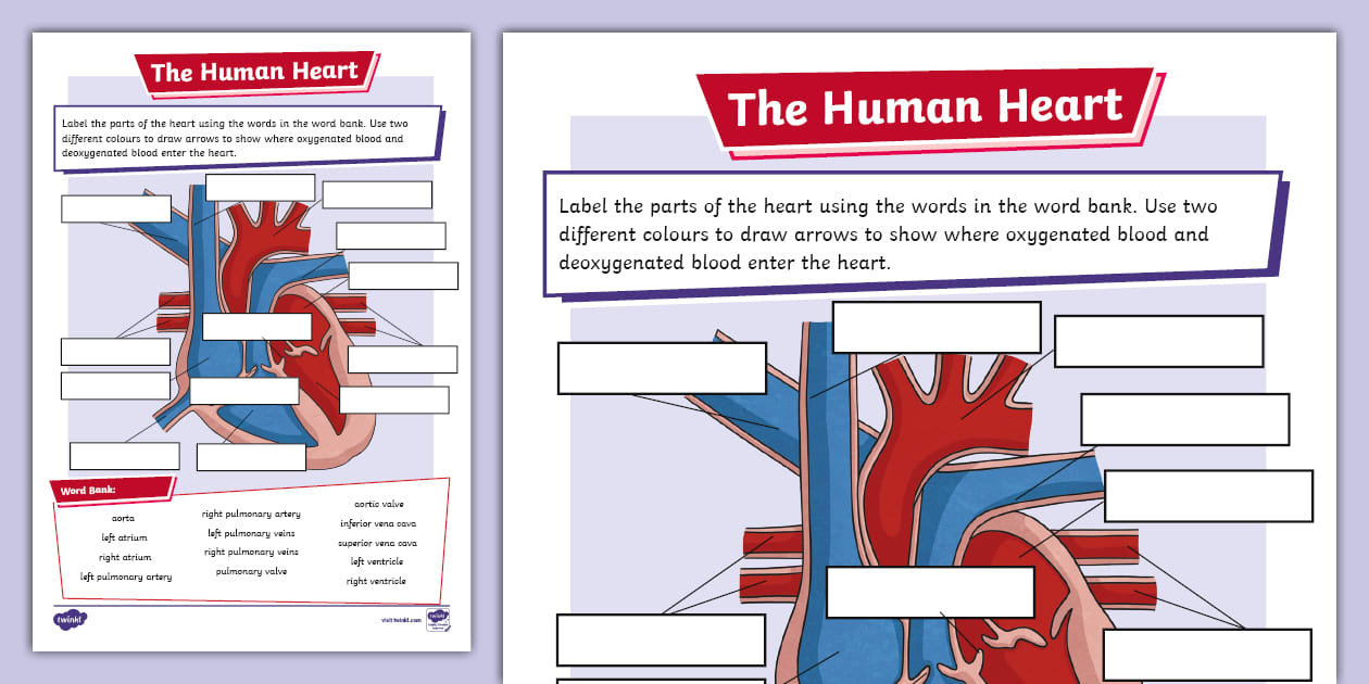 The Human Heart Labelling Worksheet (teacher made) - Twinkl