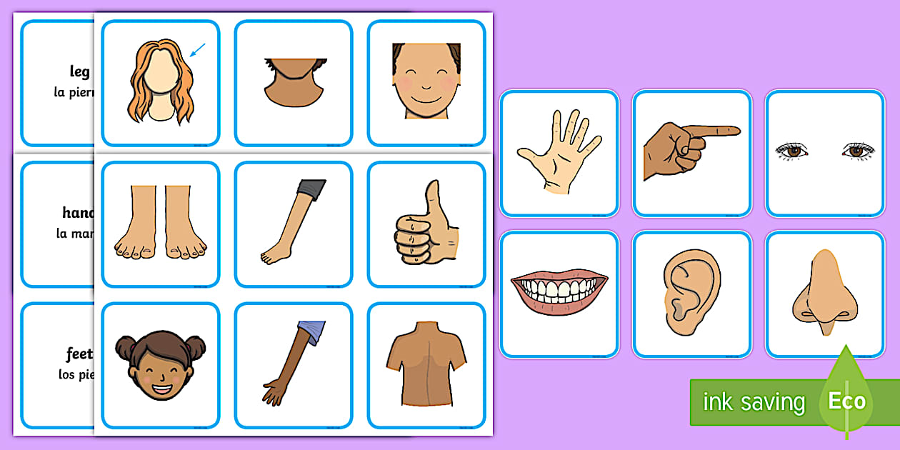 Parts of the Body Word and Picture Matching Cards English/Spanish