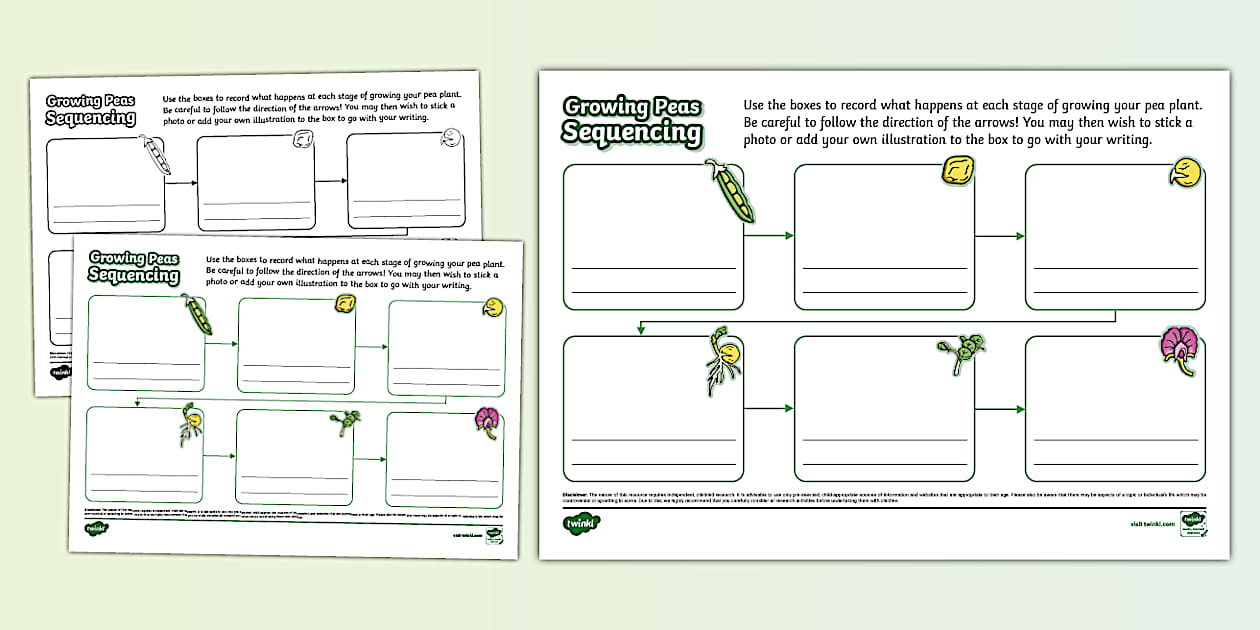 Growing Peas Sequencing Mind Map (teacher made) - Twinkl