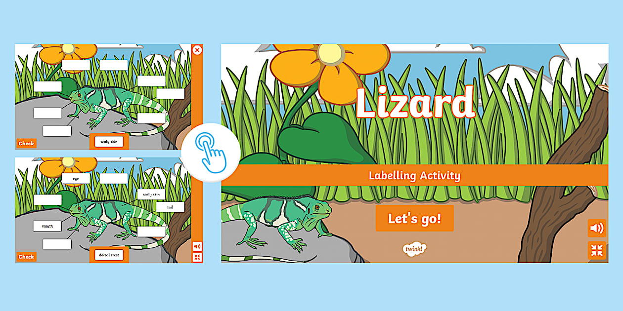 Interactive Lizard Labelling Activity (teacher made)