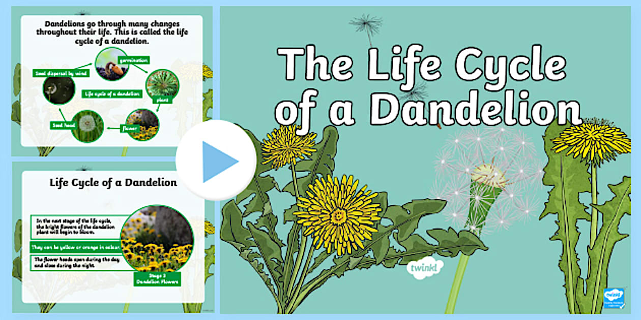 Life Cycle of a Dandelion PowerPoint | Primary Resources