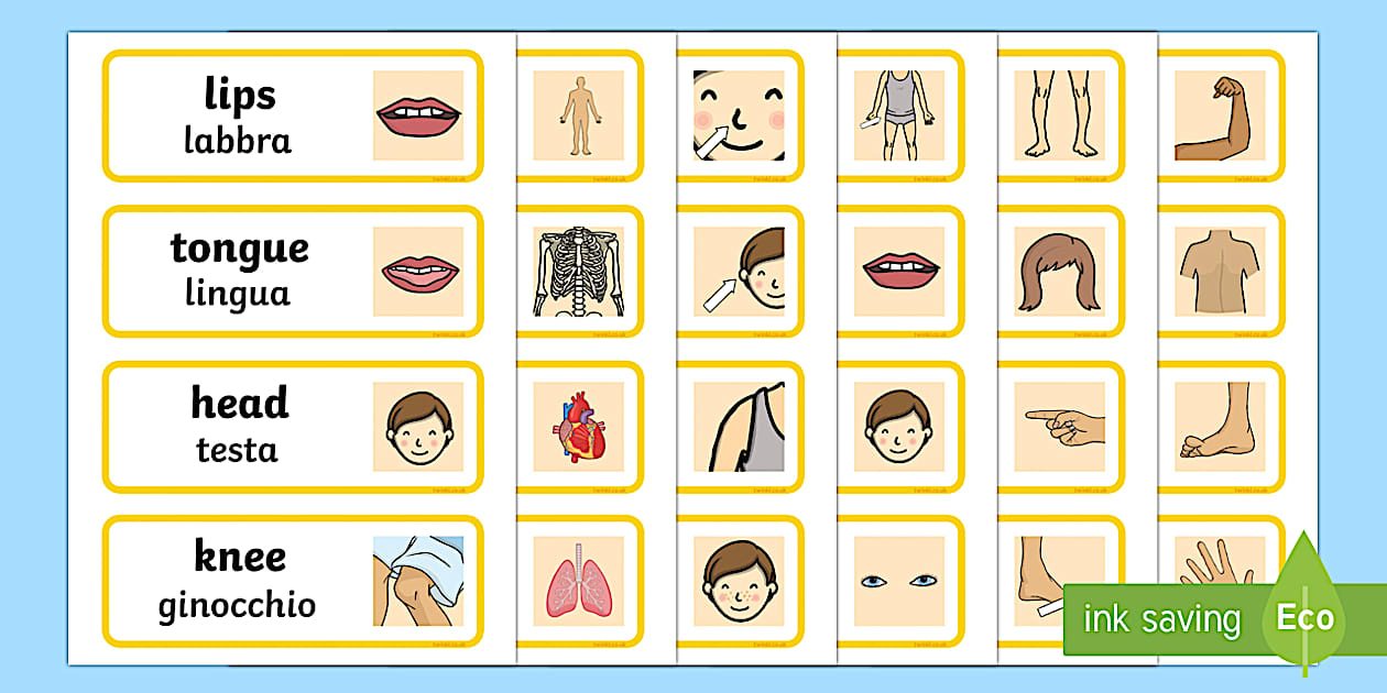 Parts of the Body Topic Words (teacher made) - Twinkl