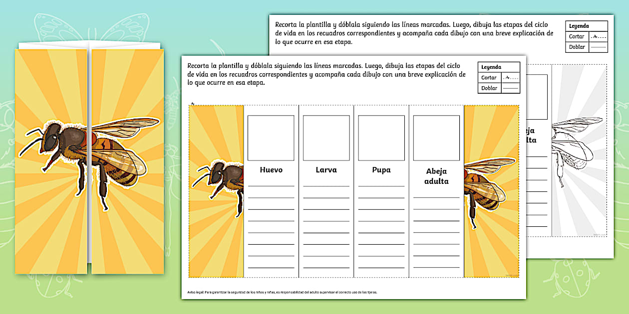 * NEW * Foldable: Ciclo de vida de las abejas - Twinkl