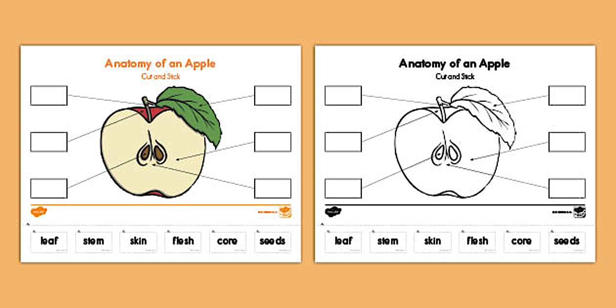 Anatomy of an Apple Cut and Paste Worksheet - Twinkl