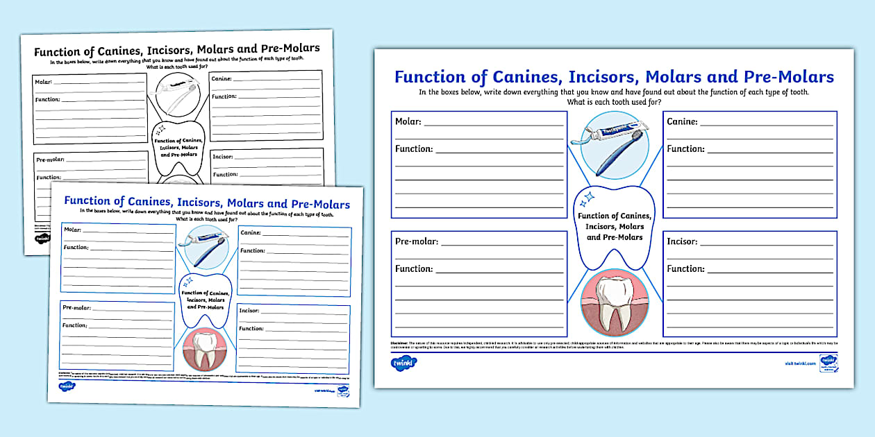 Function of Canines, Incisors, Molars and Pre-Molars Mind Map