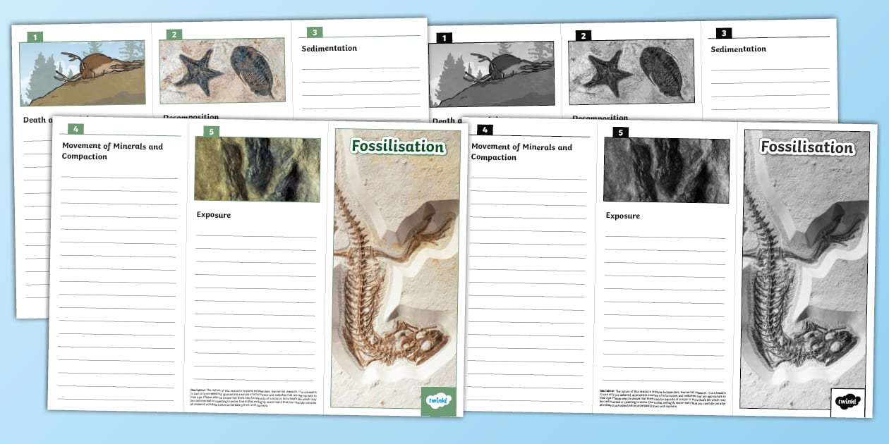 Fossilisation Leaflet Template - Twinkl Science - Twinkl