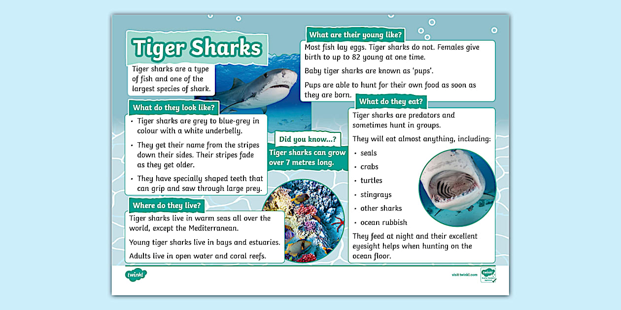 KS1 Tiger Shark Fact File (teacher made) - Twinkl