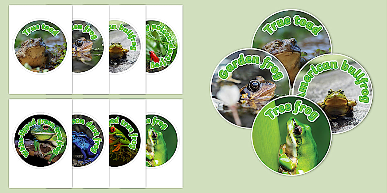 Frog Display Circle Photo Cut-Outs (teacher made) - Twinkl