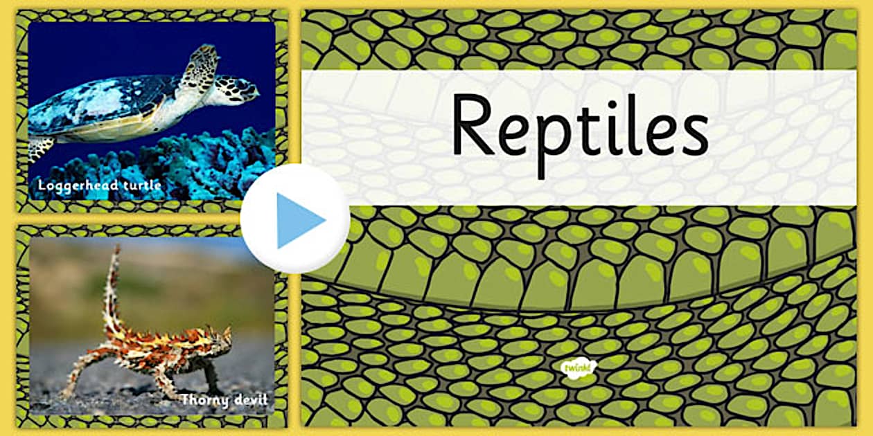 Reptile PowerPoint | Reptile Lesson Plans for Kindergarten