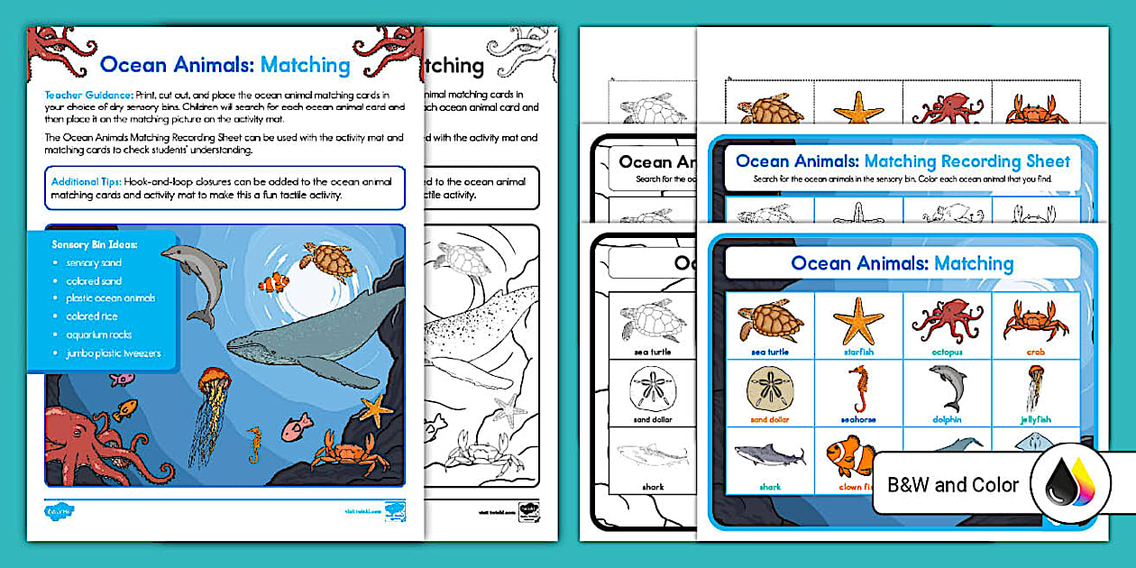 Ocean Animals Sensory Bin Mat Hunt | Science | Twinkl USA