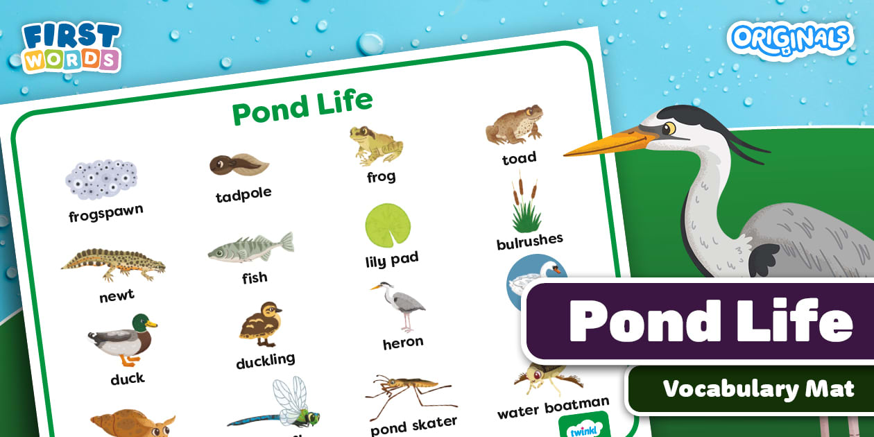 Pond Life Vocabulary Mat