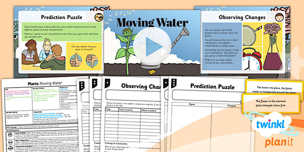 Water Movement in Plants KS2 | Transportation in Plants
