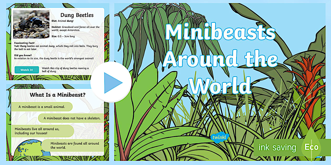 KS1 Minibeasts PowerPoint (Teacher-Made) - Twinkl
