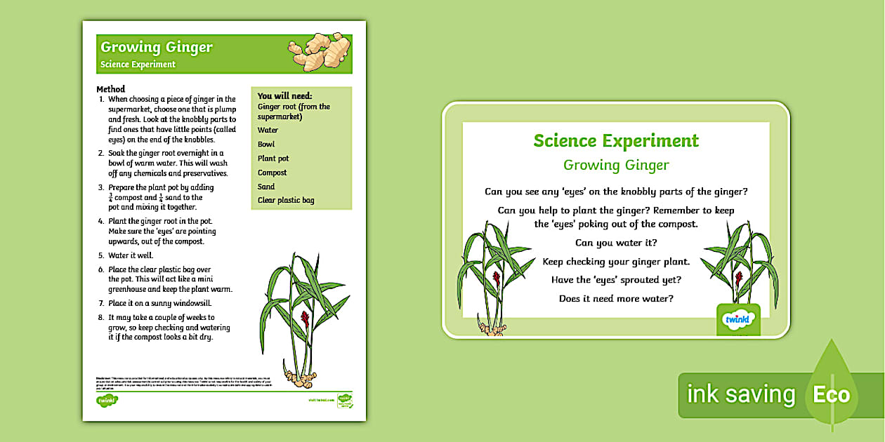 EYFS Growing Ginger Science Experiment and Prompt Card Pack