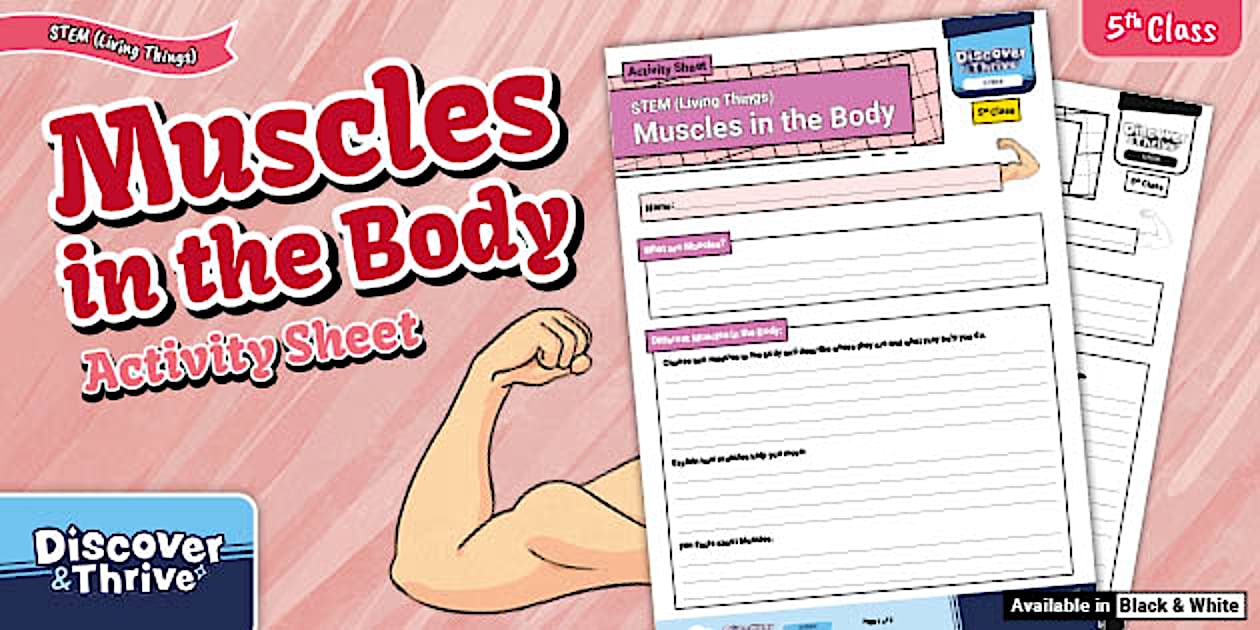 Muscles Fact File Research Activity Sheet