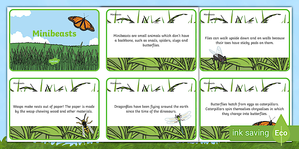 Editable Amazing Minibeast Display Fact Cards - Twinkl