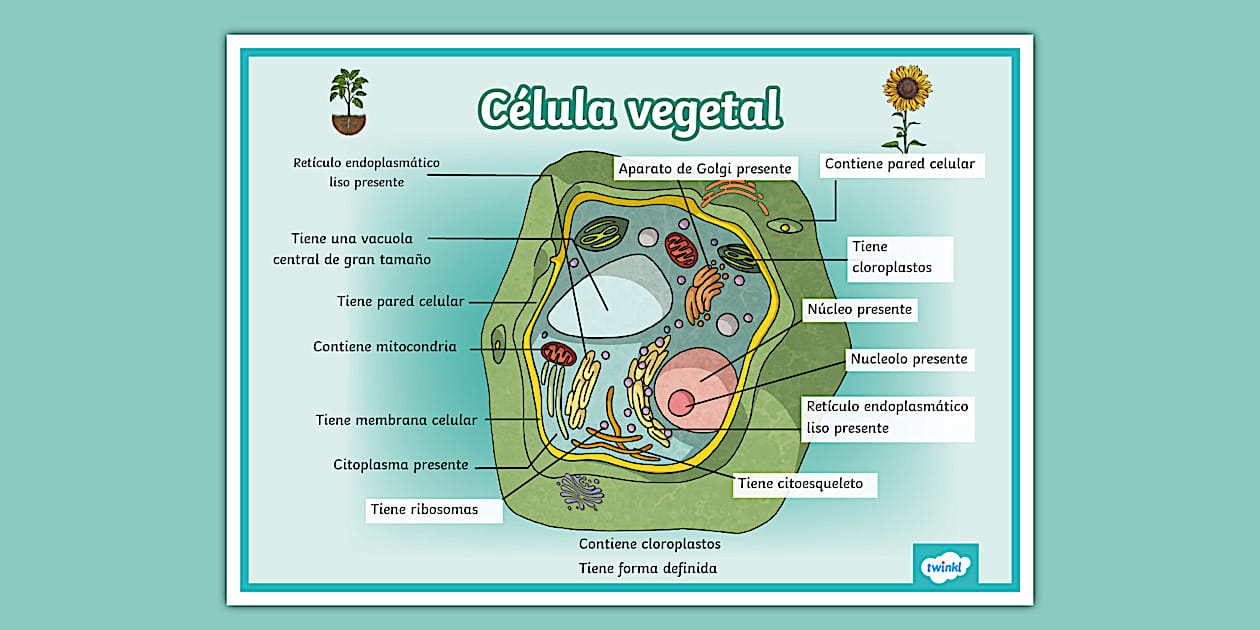 Lámina De La Célula Vegetal Hecho Por Educadores