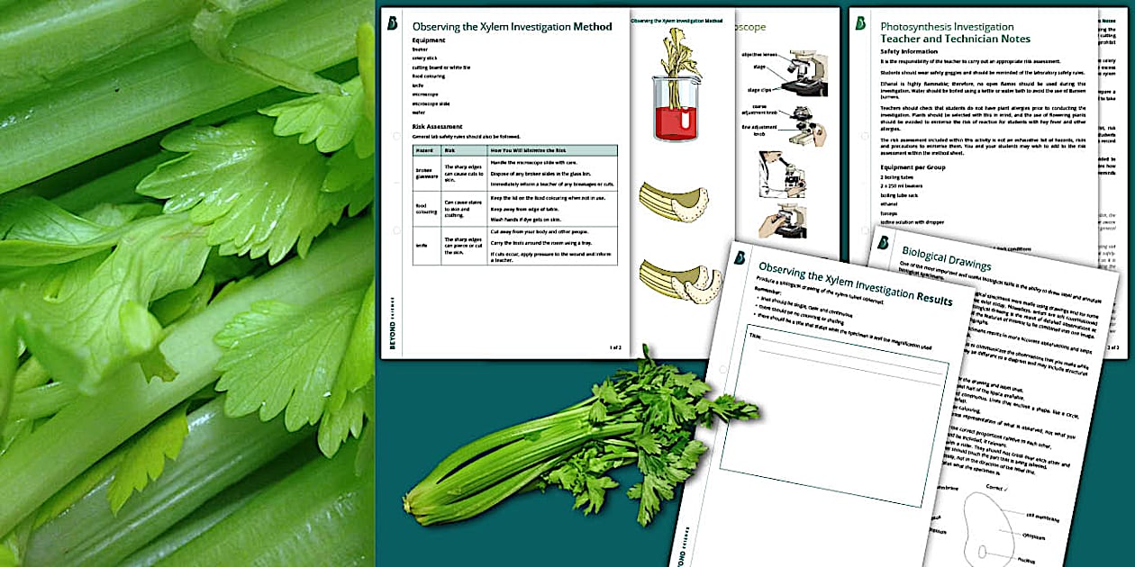 Observing the Xylem Investigation | Beyond Science - Twinkl