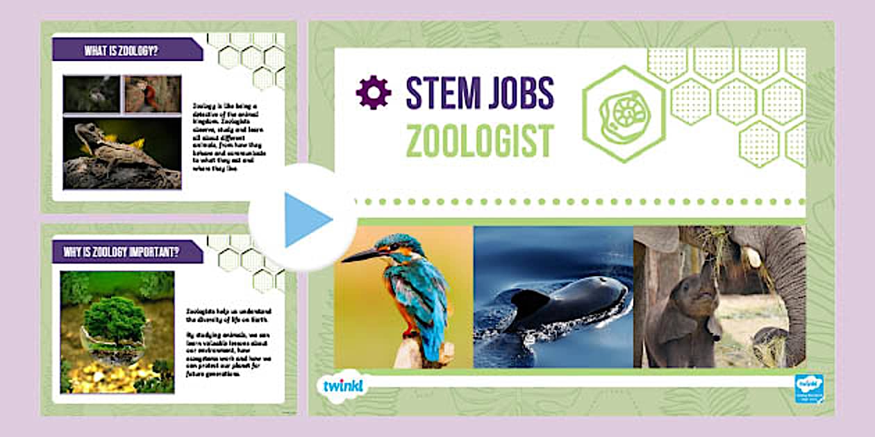 STEM Jobs: Zoologist PowerPoint (Teacher-Made) - Twinkl