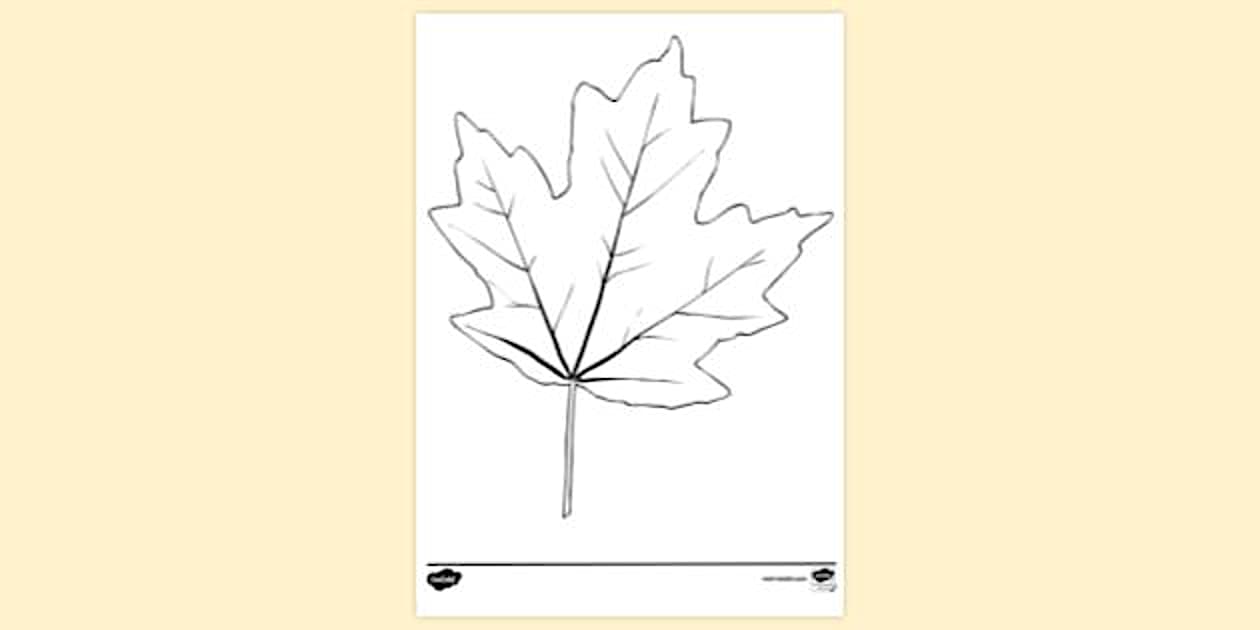 Sugar Maple Colouring Sheet | Colouring Sheets