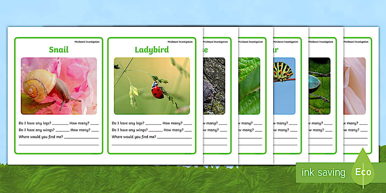 Minibeast Facts for Kids Investigation Worksheets - Twinkl