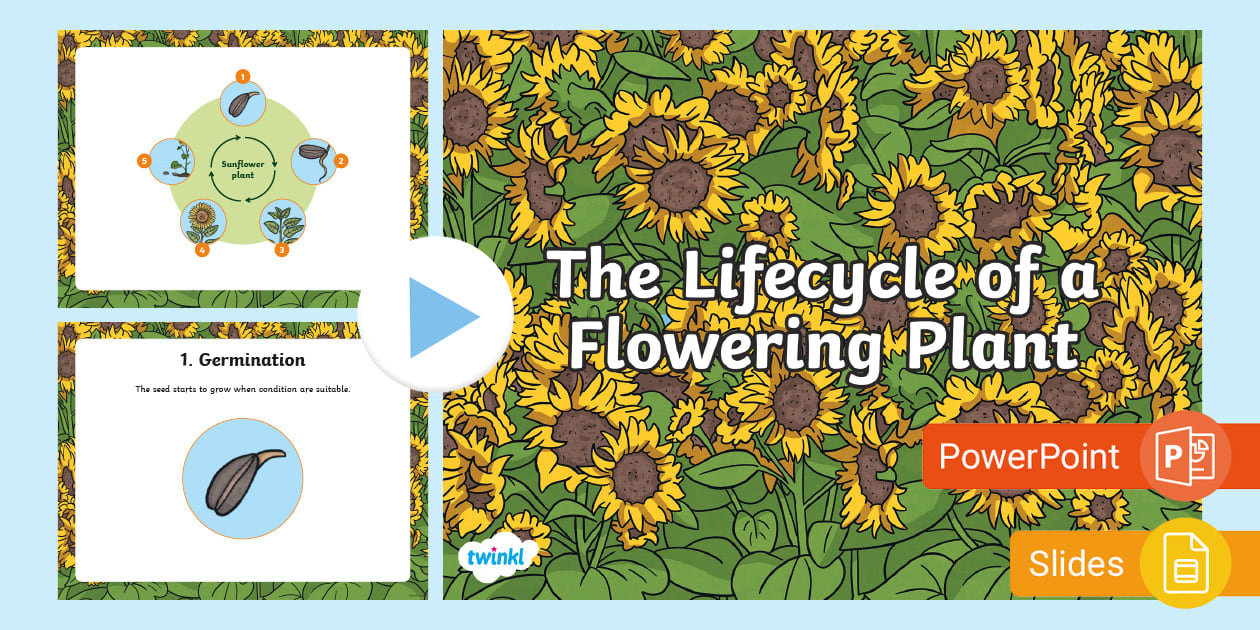 The Life Cycle of a Flowering Plant PowerPoint - Twinkl