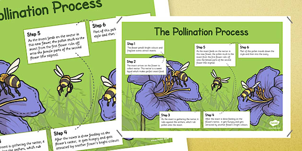 Pollination Information Poster (teacher made) - Twinkl