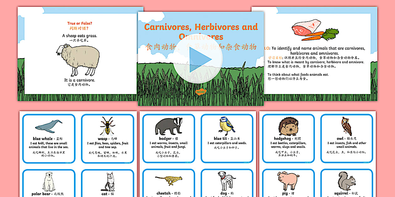 Identifying Herbivores, Carnivores and Omnivores Differentiated Lesson Pack