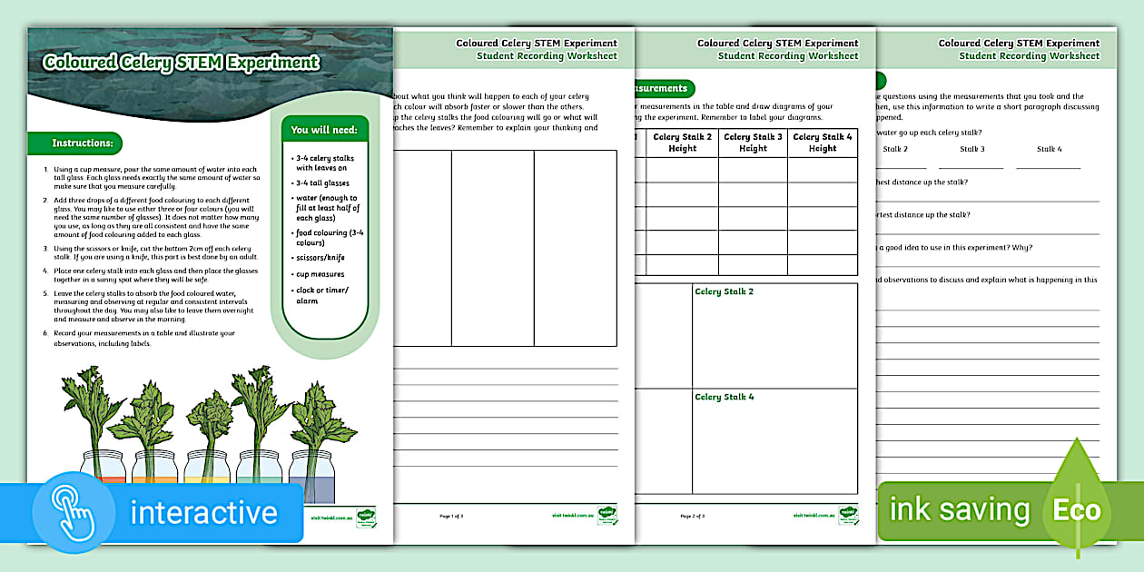 Coloured Celery STEM Experiment Ι Biological Sciences