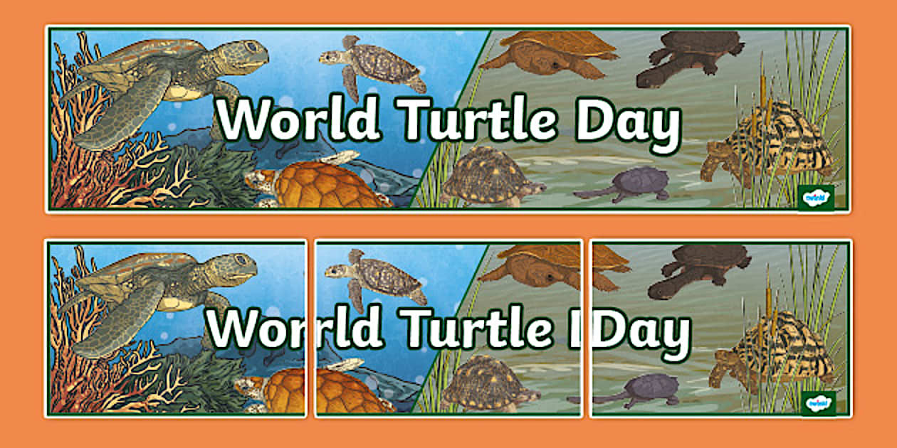 World Turtle Day Display Banner (teacher made) - Twinkl