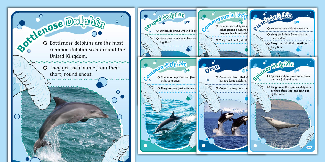 Dolphin Species Posters - Twinkl - KS1 (Teacher-Made)