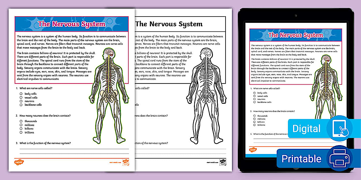 Nervous System Reading Comprehension Worksheet PDF | Twinkl