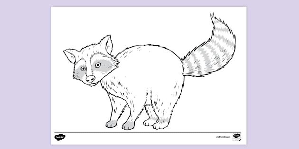 Raccoon Colouring Sheet | Colouring Sheet (teacher made)