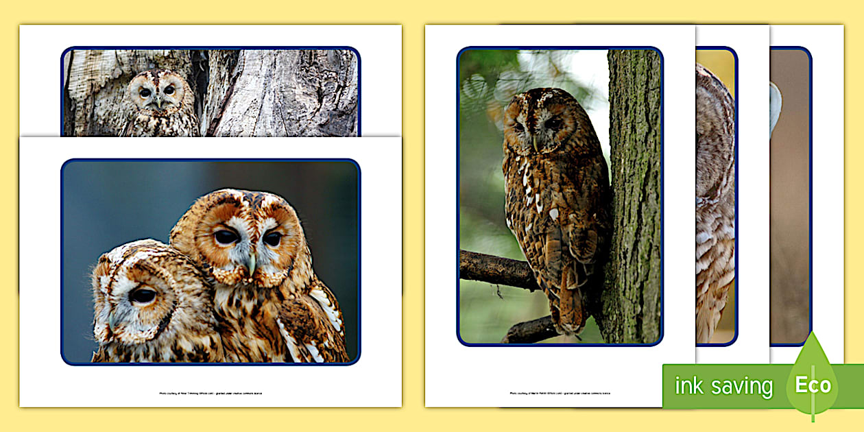 Owl Display Photos (Teacher-Made) - Twinkl