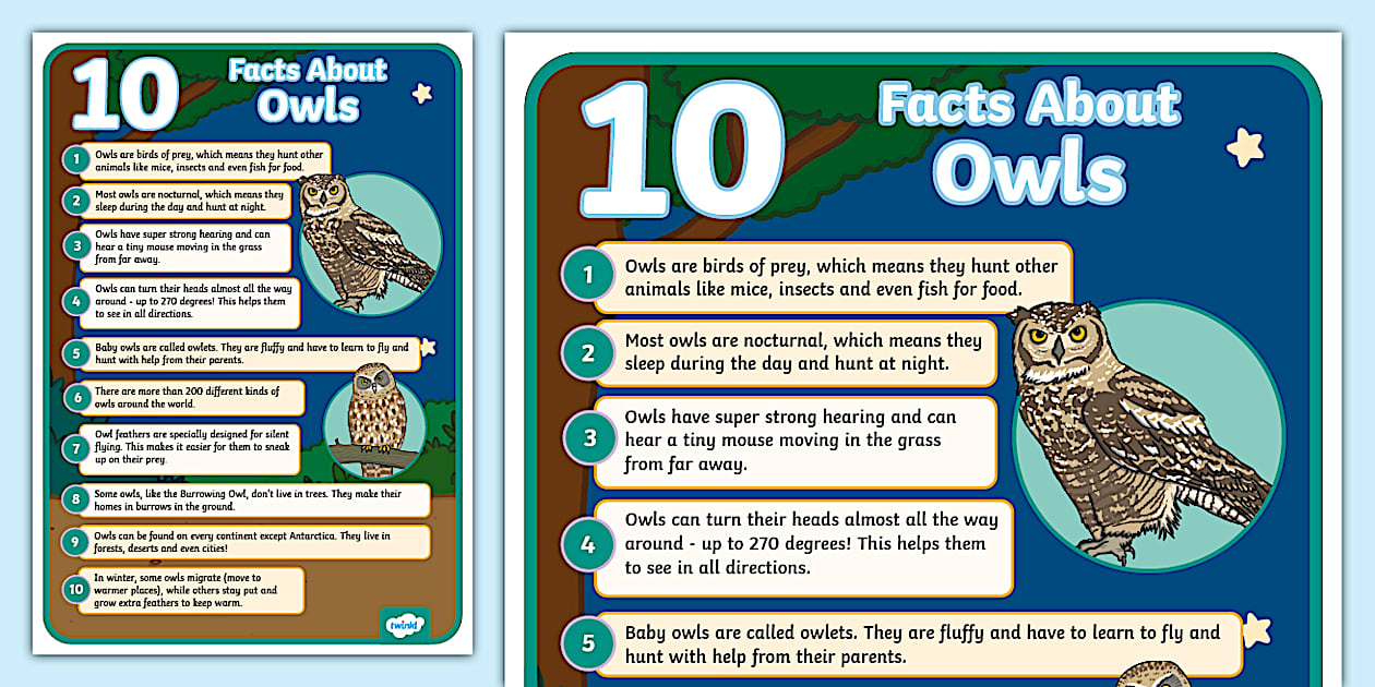 10 Facts About Owls Display Poster (Teacher-Made) - Twinkl