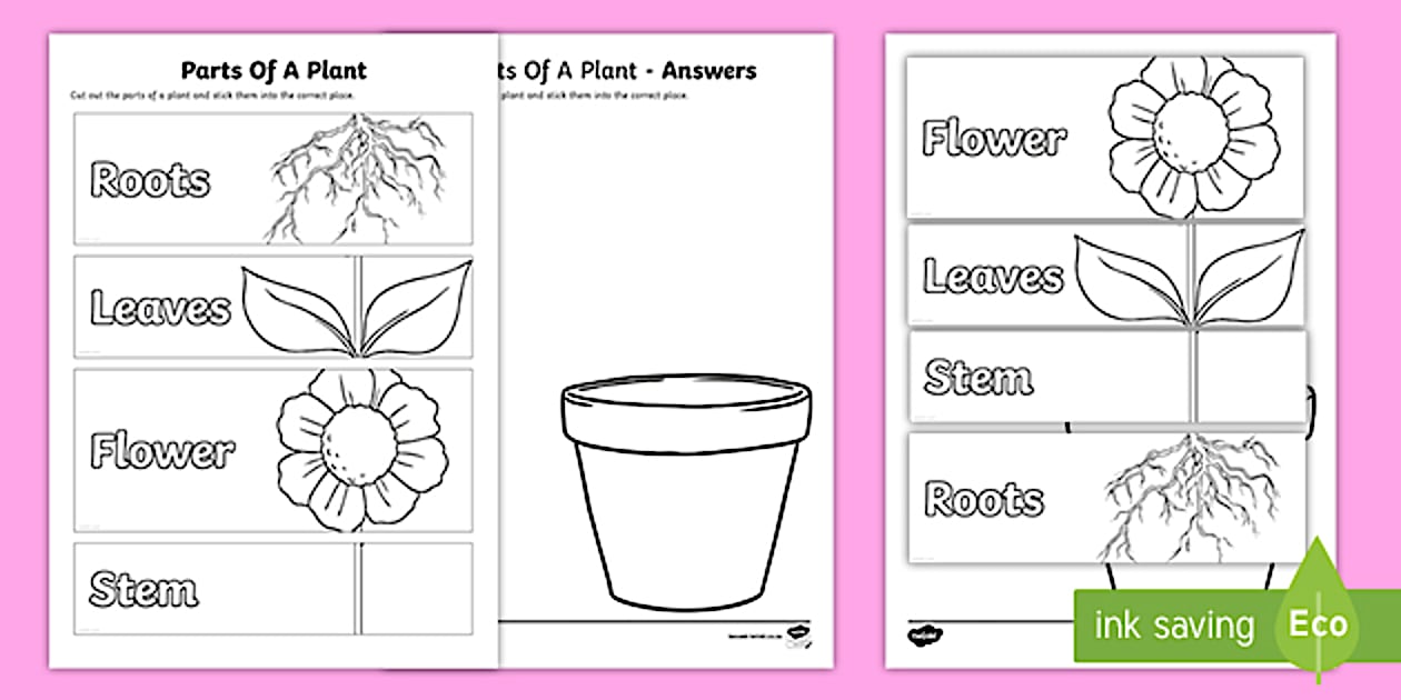 Parts of a Plant Worksheet | Twinkl Teacher-Made Resources