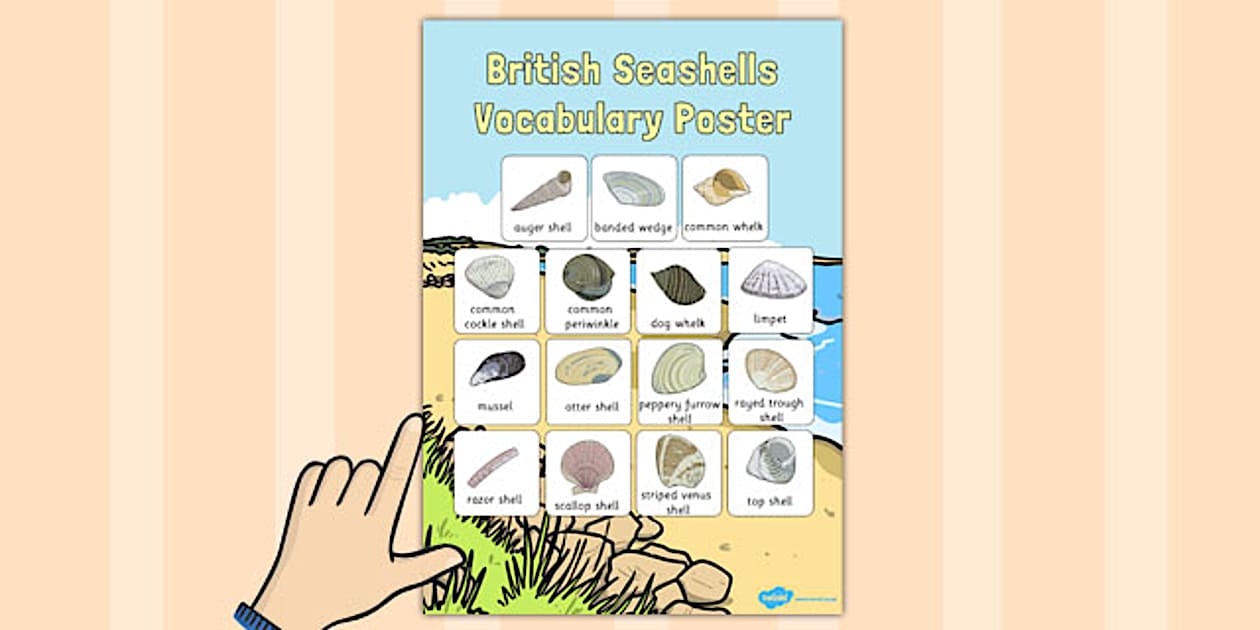 Cursive British Seashell Vocabulary Poster (teacher made)