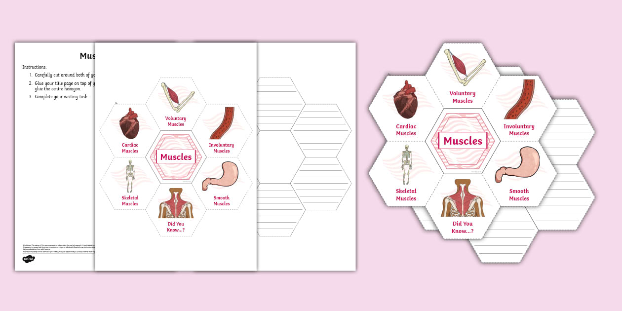 Muscles Hexagon Writing Template - Twinkl