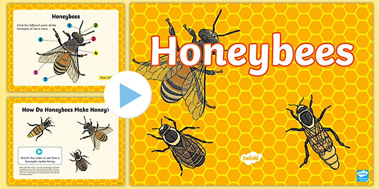 Honeybees PowerPoint (Teacher-Made) - Twinkl