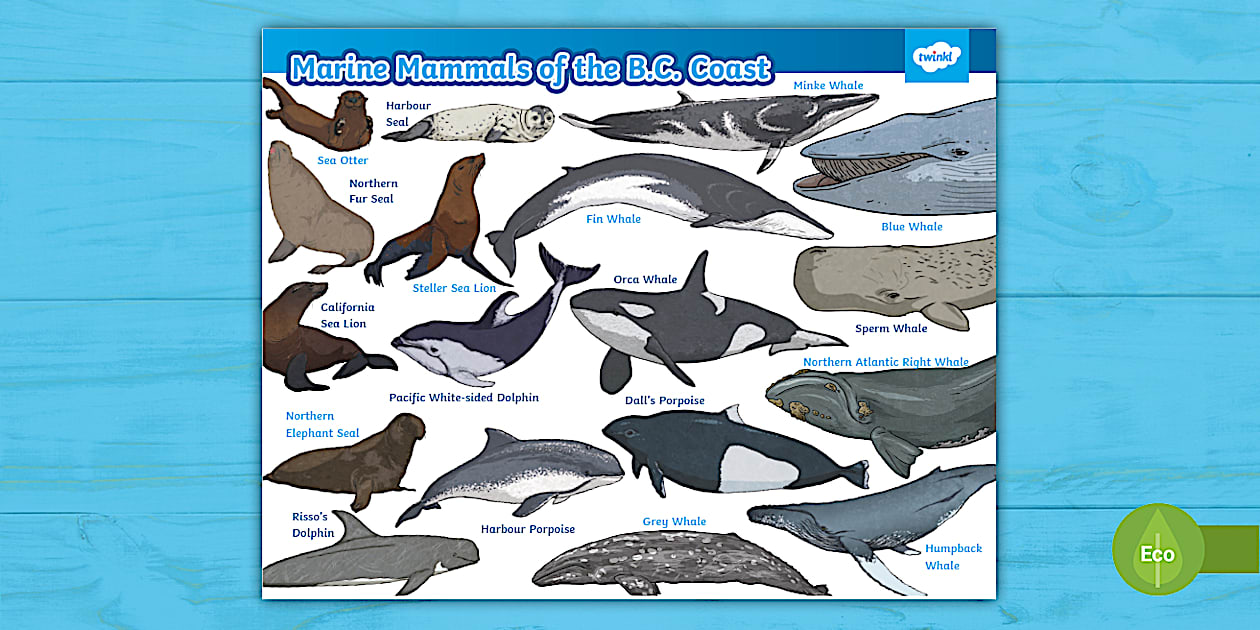 Marine Mammals of the B.C. Coast Display Poster - Twinkl