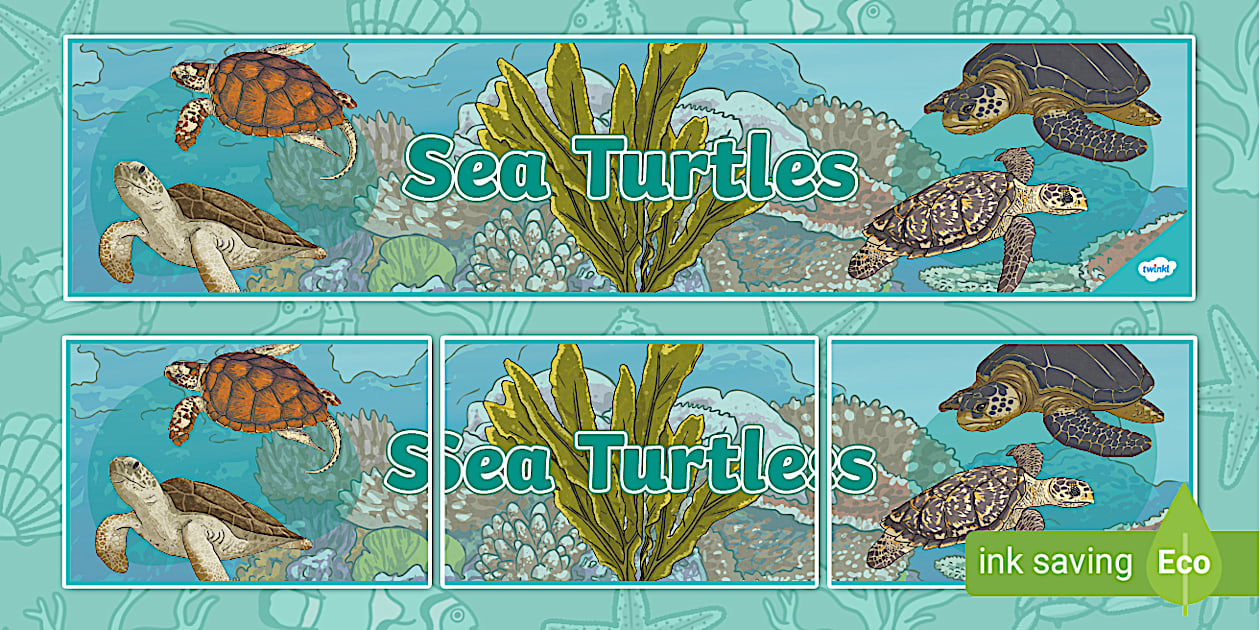 KS2 Sea Turtles Display Banner - Animals (teacher made)