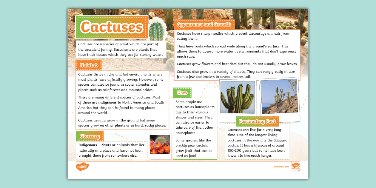 KS2 Cactuses Fact File (teacher made) - Twinkl
