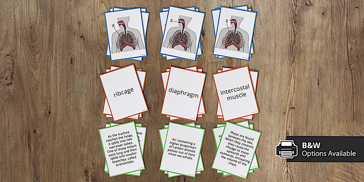 Respiration Flashcards - Junior Cert (teacher made) - Twinkl
