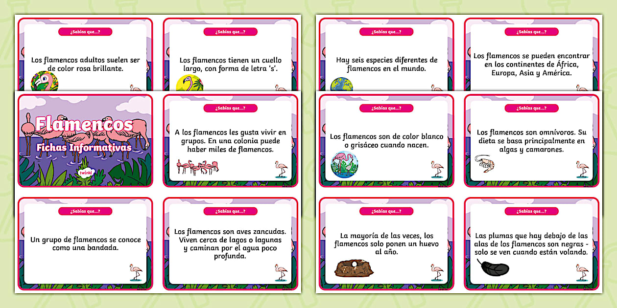 Tarjetas informativas de flamencos - niños - Twinkl Colombia