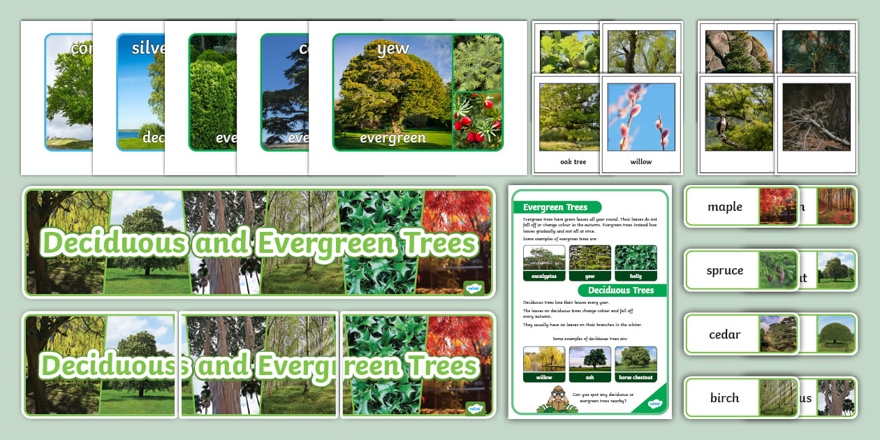 Deciduous and Evergreen Trees Display Pack - Twinkl - KS1