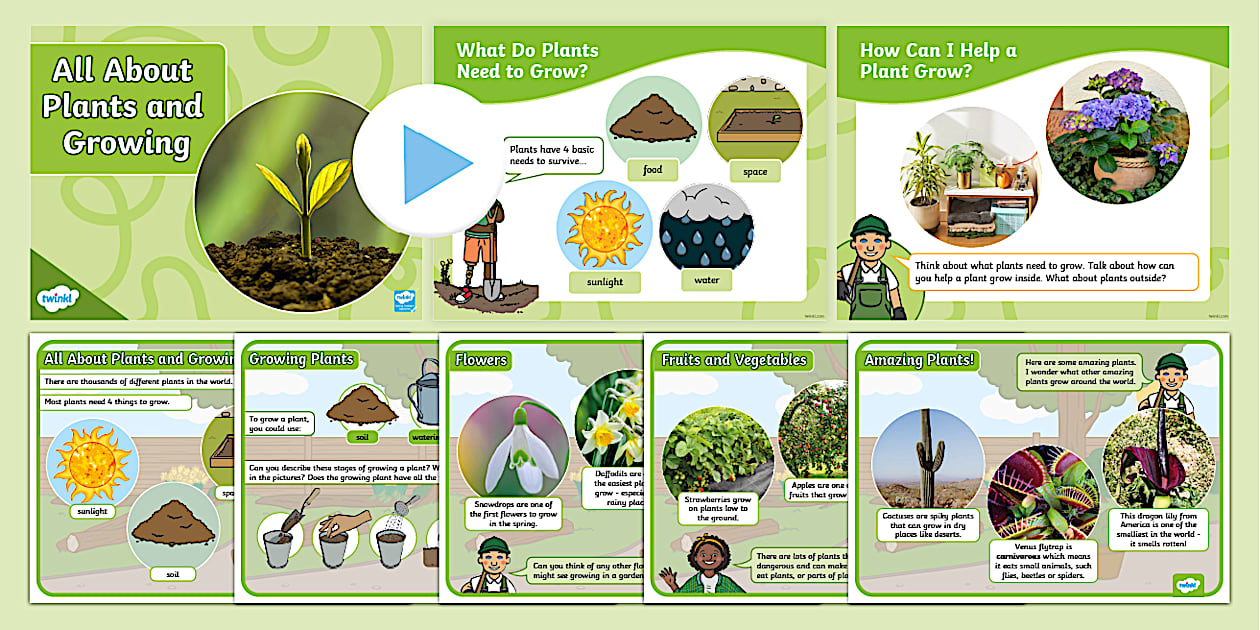 All About Plants and Growing PowerPoint and Fact Files Pack