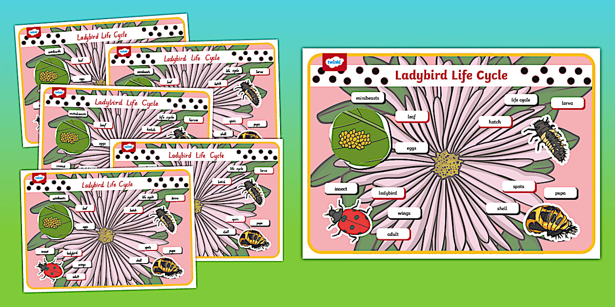 Ladybird Life Cycle Word Mat (teacher made) - Twinkl