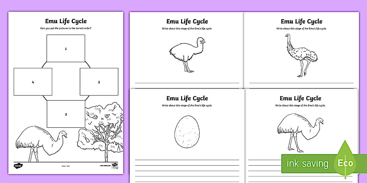 Emu Life Cycle Worksheet / Worksheets (Teacher-Made)