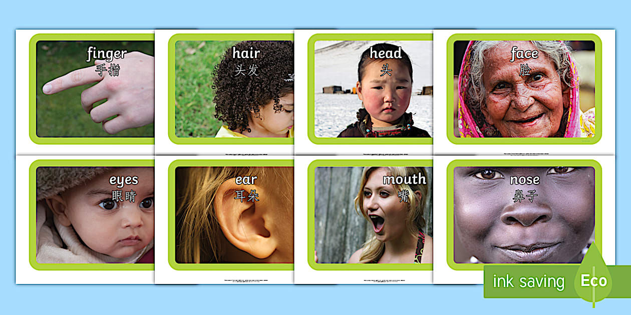 Parts of the Body Photo Pack English/Mandarin Chinese - Parts of the Body